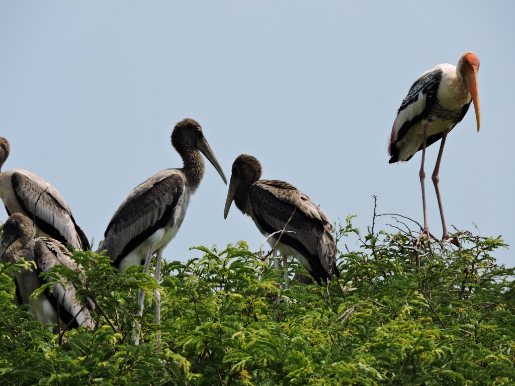 Trek to Pakshipathalam with Tribal Village visit. Medium Hard Trek